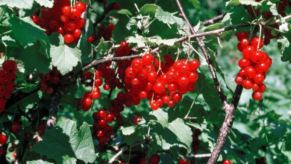 Aalbessen - BASF Agricultural Solutions | NL