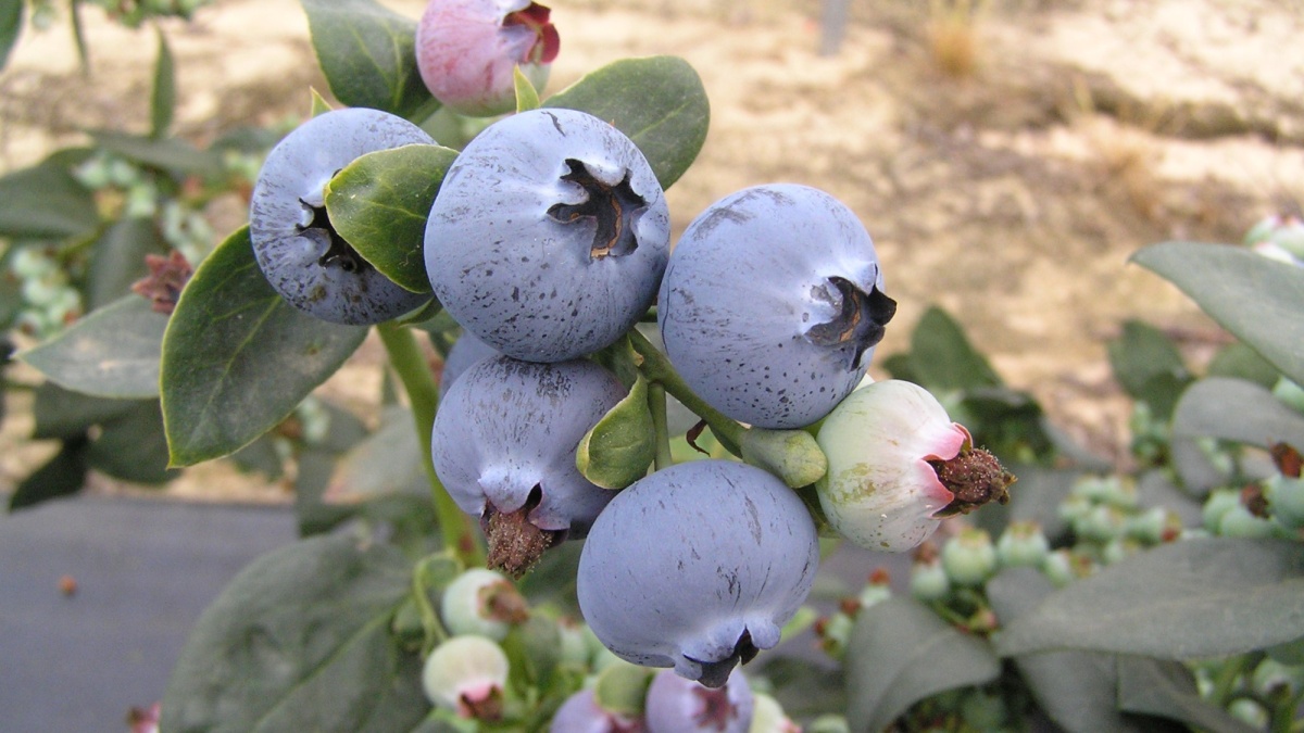 Blauwe bes - BASF Agricultural Solutions | NL