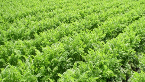 Signum® - BASF Agricultural Solutions | NL