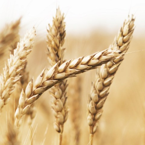 Gewassen - BASF Agricultural Solutions | NL