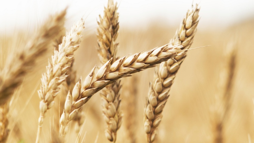 Granen - BASF Agricultural Solutions | NL