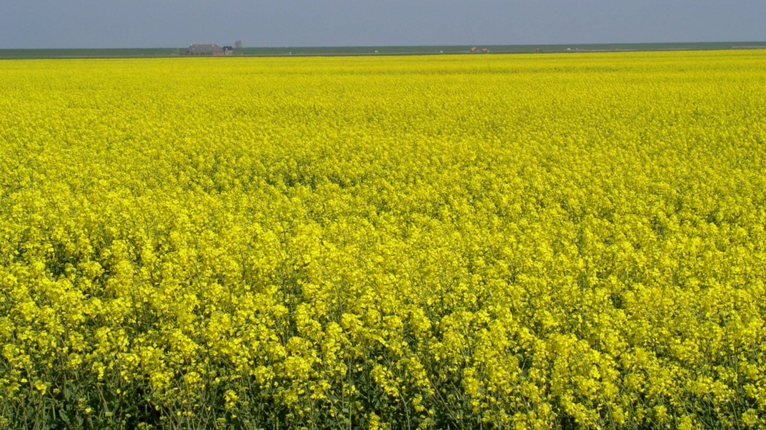 Koolzaad - BASF Agricultural Solutions | NL