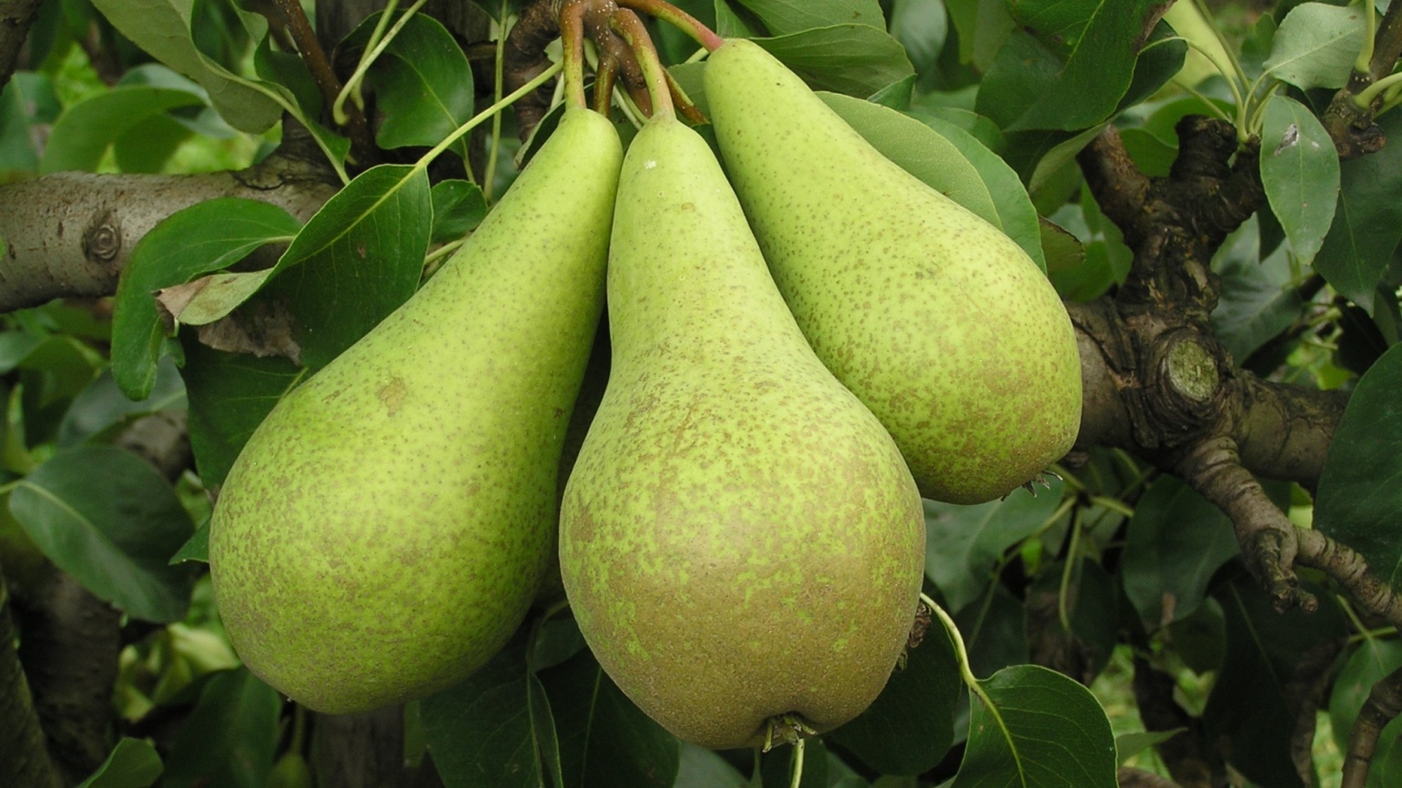 Bellis® - BASF Agricultural Solutions | NL