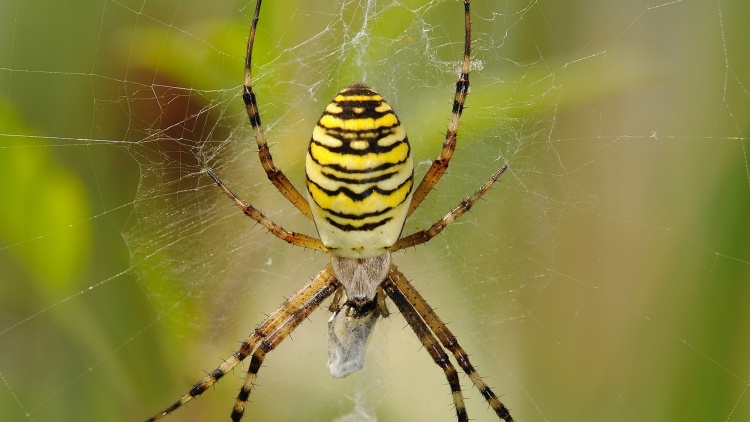 Kevers en spinnen - BASF Agricultural Solutions | NL