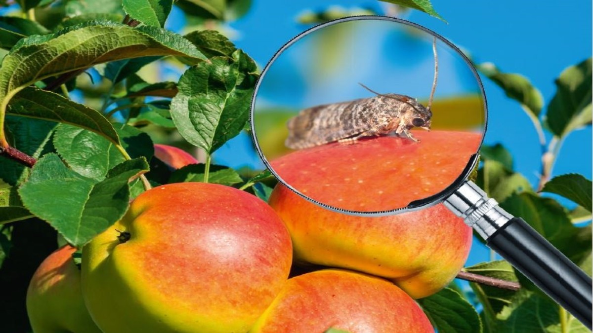 RAK® 3+4 - BASF Agricultural Solutions | NL