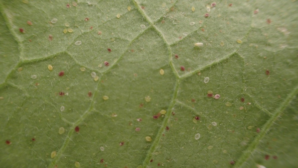 Velifer - een biologisch insecticide