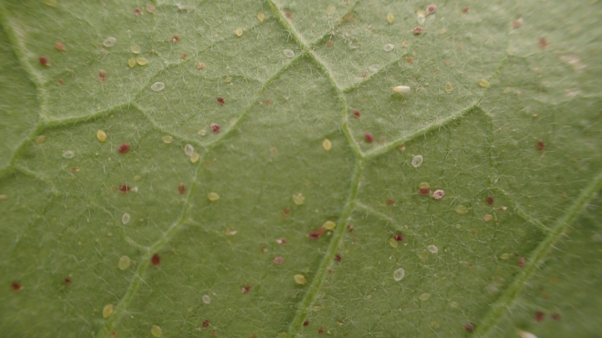 Velifer - een biologisch insecticide