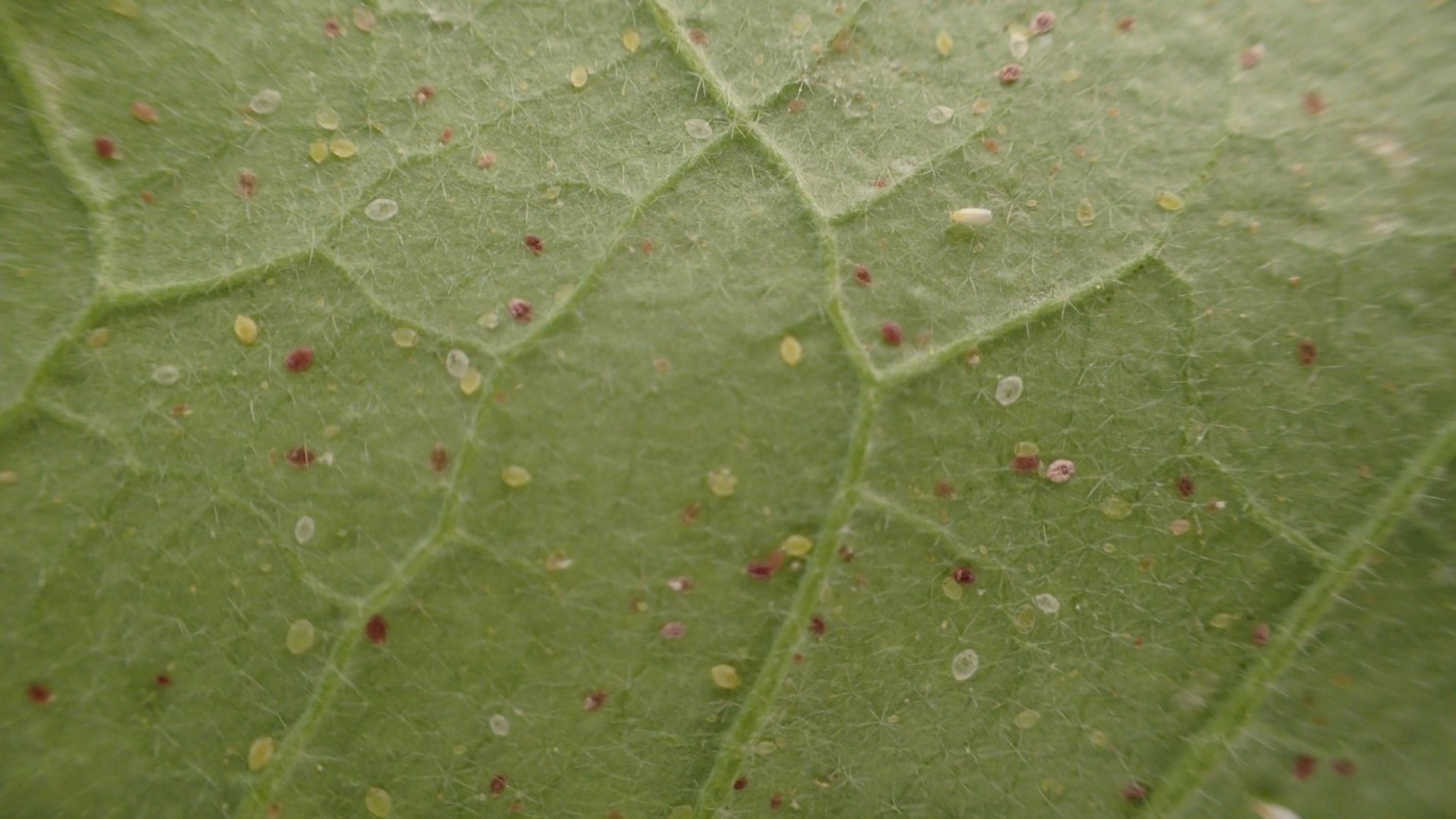 Velifer - een biologisch insecticide