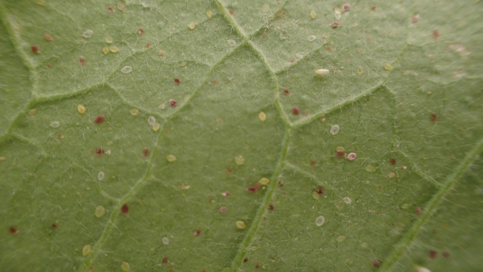 Velifer - een biologisch insecticide