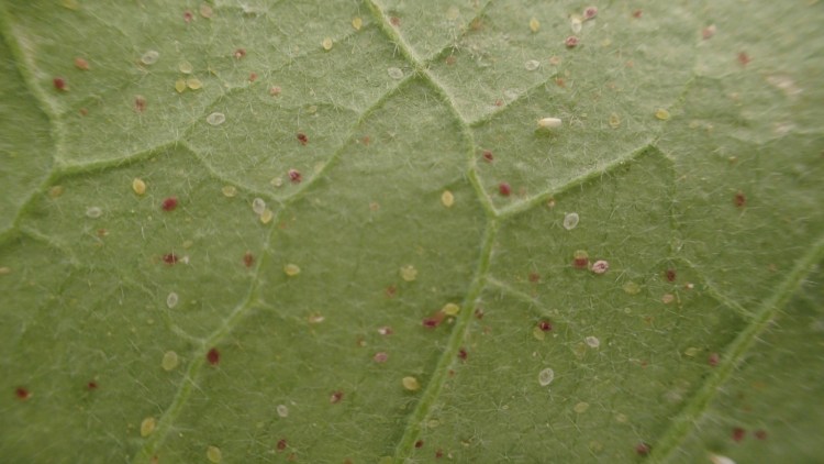 Velifer - een biologisch insecticide