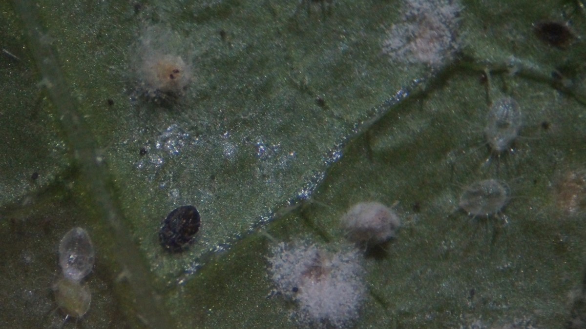 Velifer - een biologisch insecticide