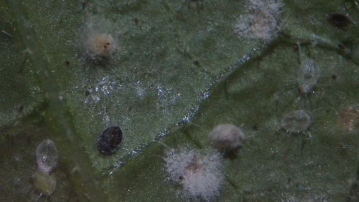 Velifer - een biologisch insecticide