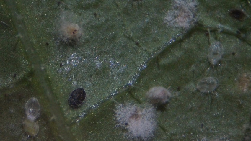 Velifer - een biologisch insecticide