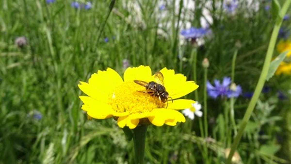 Driejarig monitoringsonderzoek bestuivers - BASF Agricultura