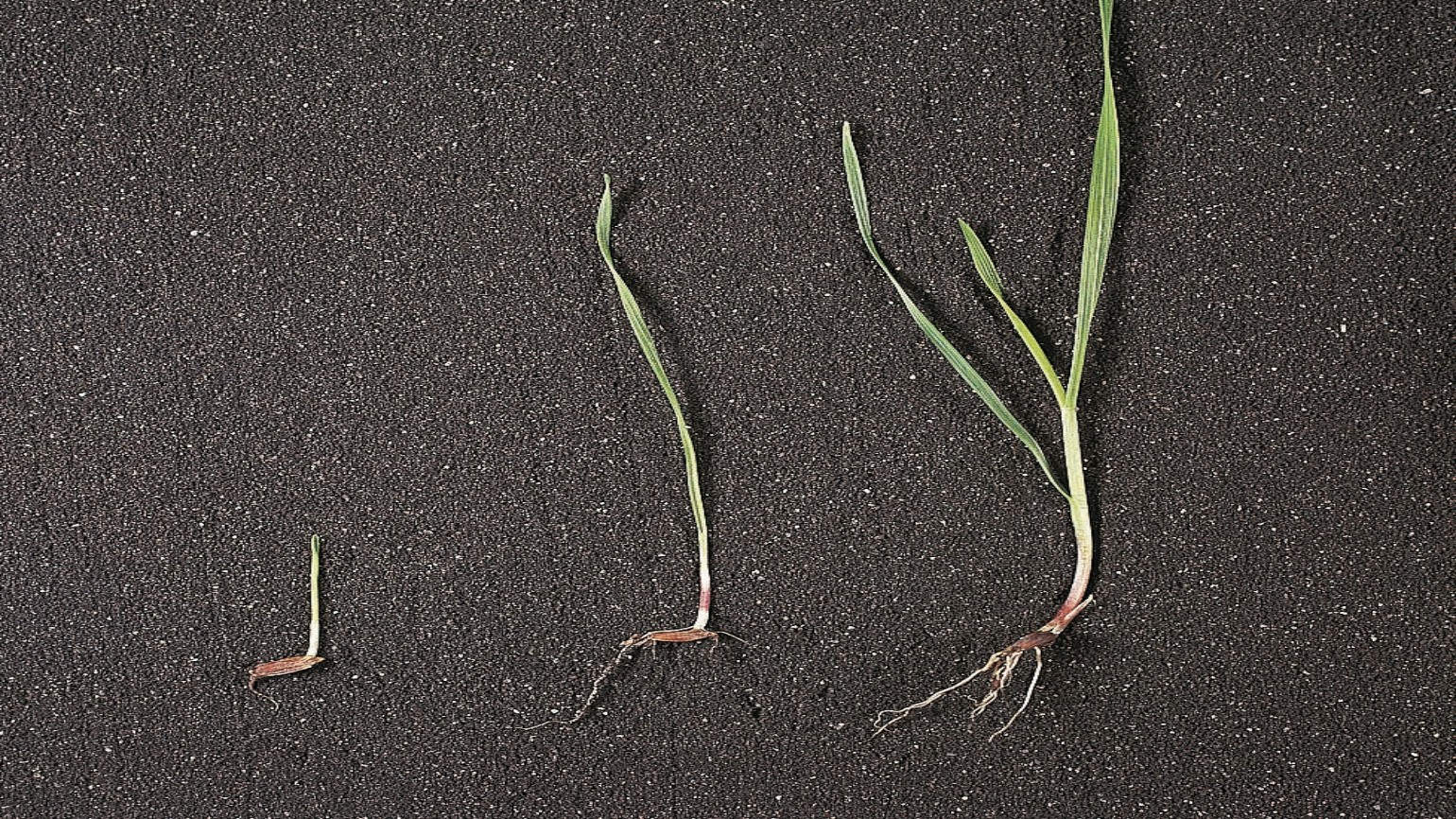 Duist - BASF Agricultural Solutions | NL