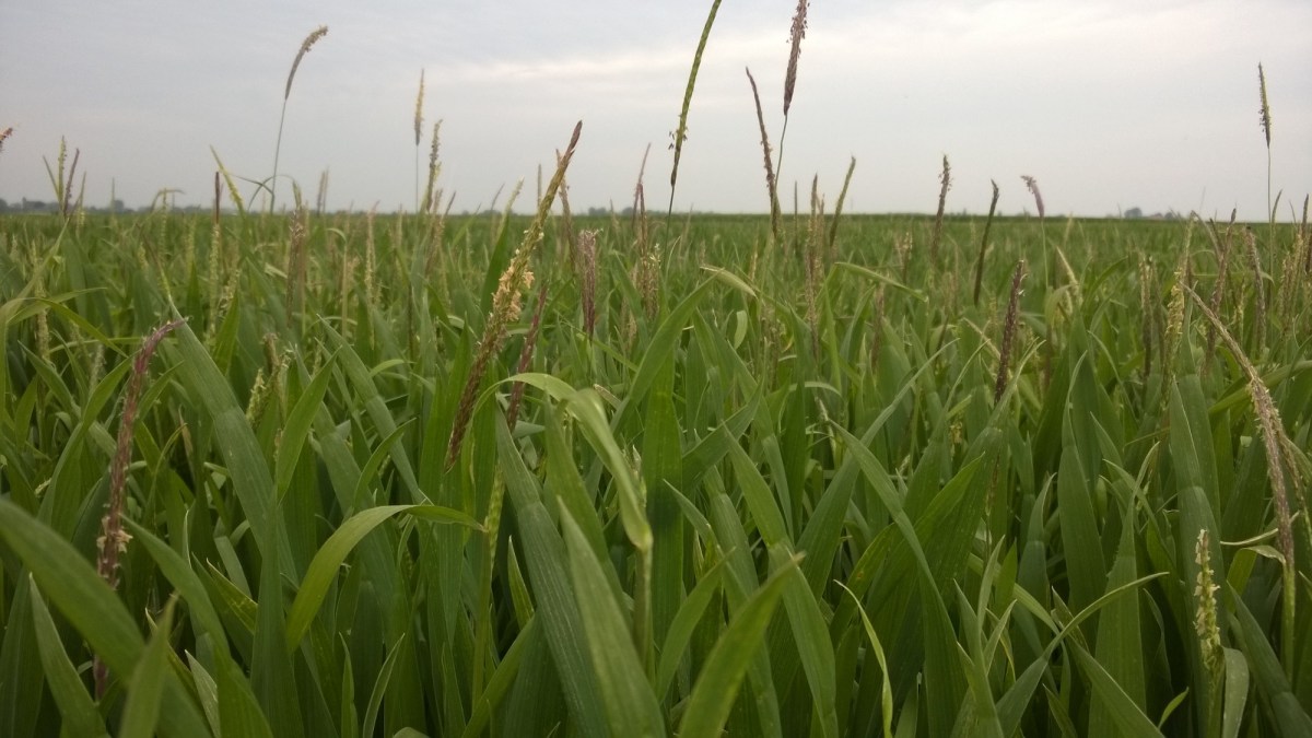 Duist - BASF Agricultural Solutions | NL