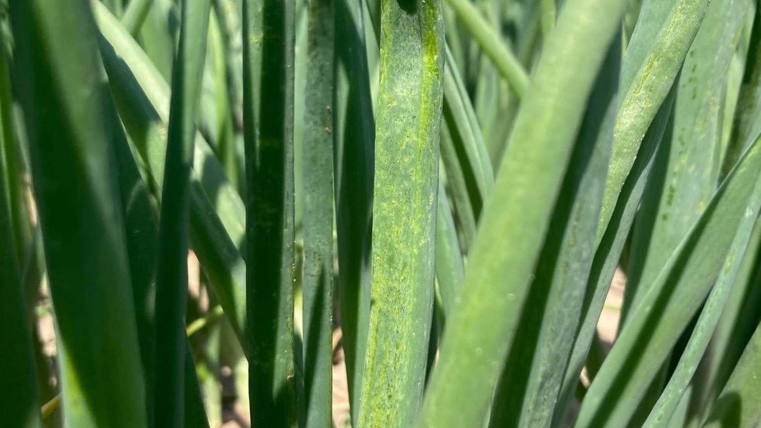 Trips - BASF Agricultural Solutions | NL