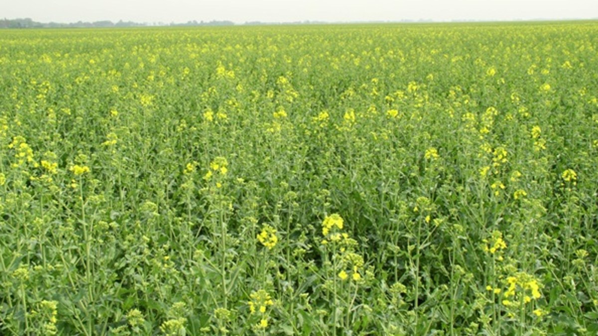 Onkruidbestrijding in winterkoolzaad - BASF Agricultural Solutions | NL