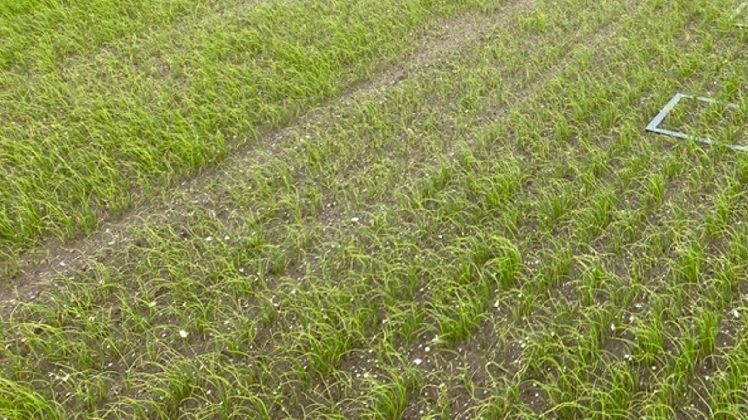 Nemasys Outdoor tegen uienvlieg - BASF Agricultural Solutions | NL