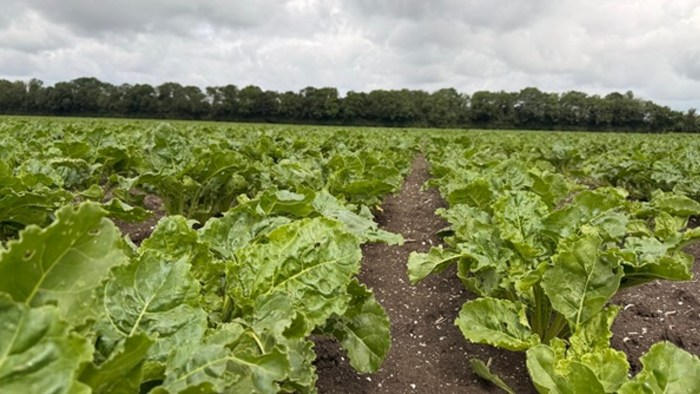 Bietengewas gesloten, voorkomen van cercospora vraagt alle aandacht ...