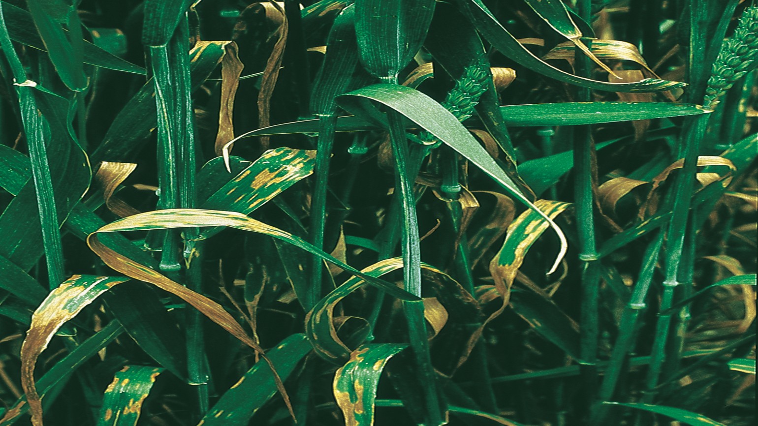 Bladvlekkenziekte (Septoria spp) - BASF Agricultural Solutions | NL