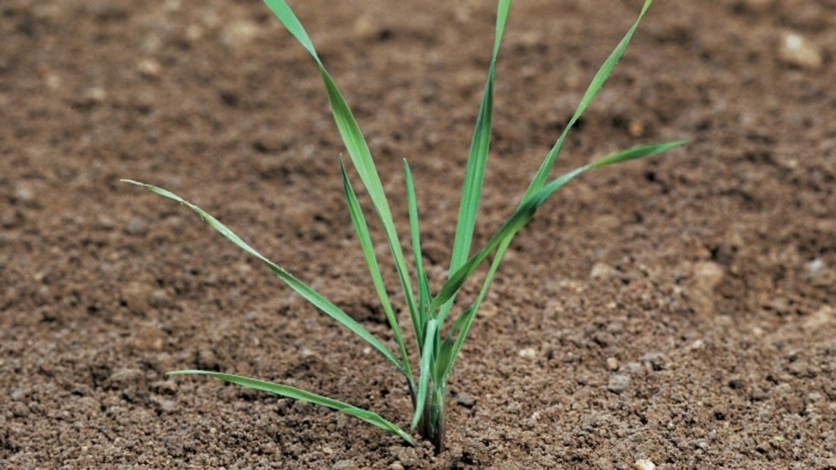Duist - BASF Agricultural Solutions | NL