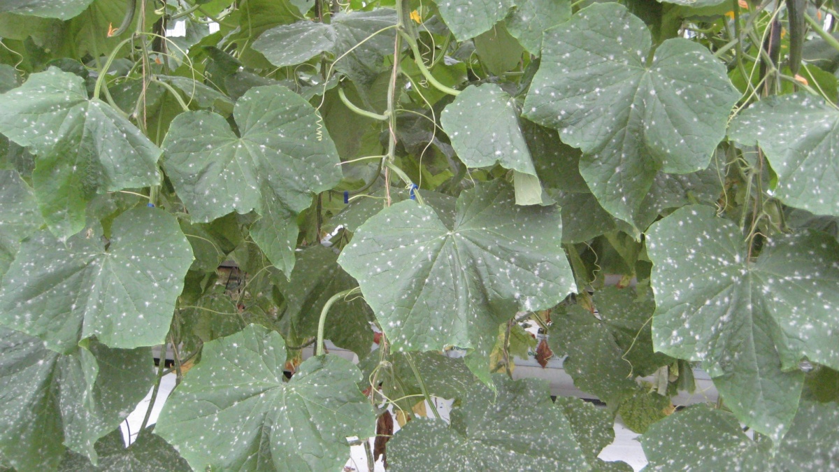 Echte meeldauw (Sphaerotheca fuliginea) - BASF Agricultural Solutions | NL