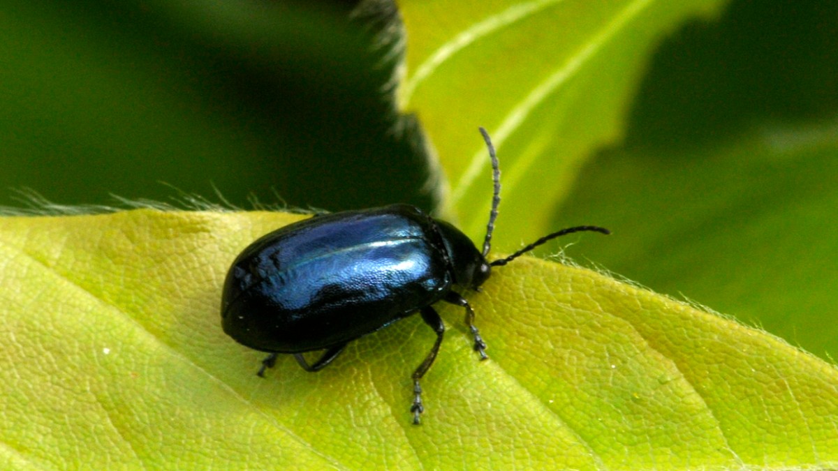 Kevers (agelastica alni) - BASF Agricultural Solutions | NL