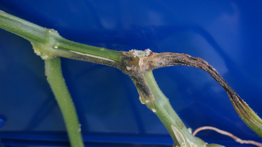 Mycosphaerella - BASF Agricultural Solutions | NL