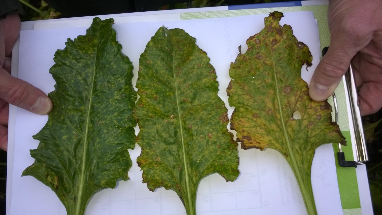 Stemphylium spp - BASF Agricultural Solutions | NL