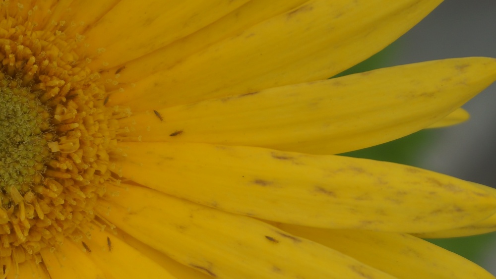 Trips - BASF Agricultural Solutions | NL