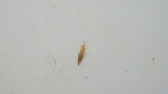 Trips - BASF Agricultural Solutions | NL