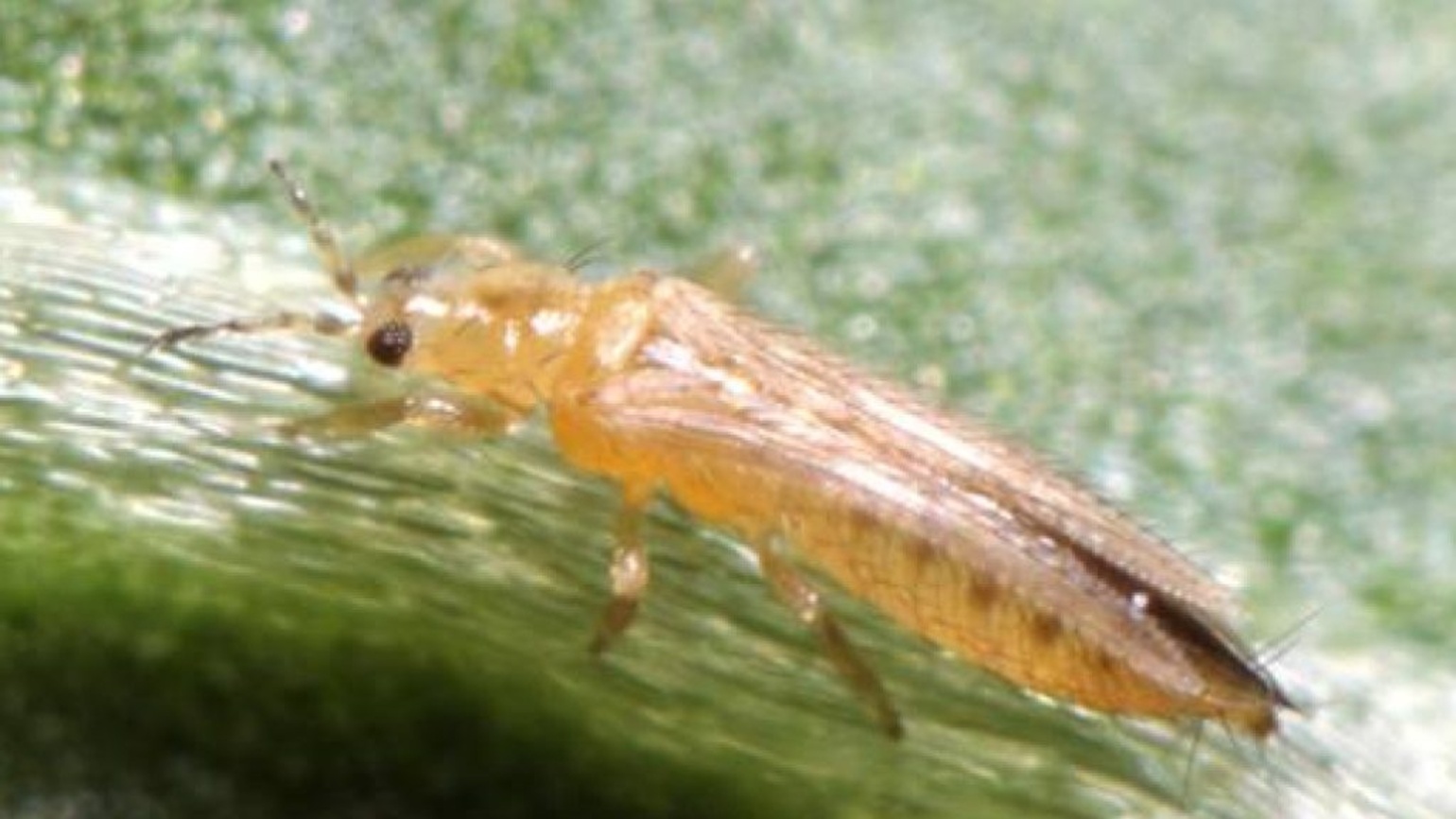 Californische Trips - BASF Agricultural Solutions | NL