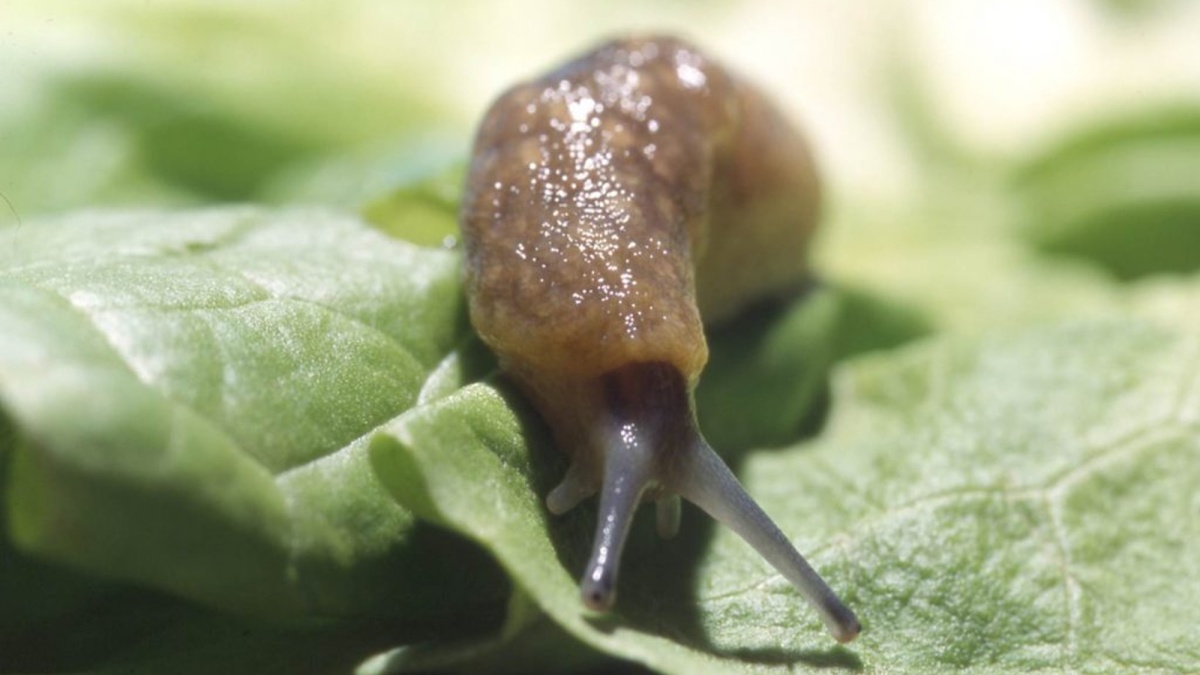 Slakken - BASF Agricultural Solutions | NL