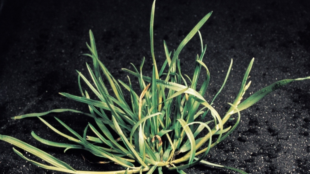 Straatgras - BASF Agricultural Solutions | NL