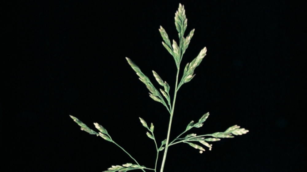 Straatgras - BASF Agricultural Solutions | NL