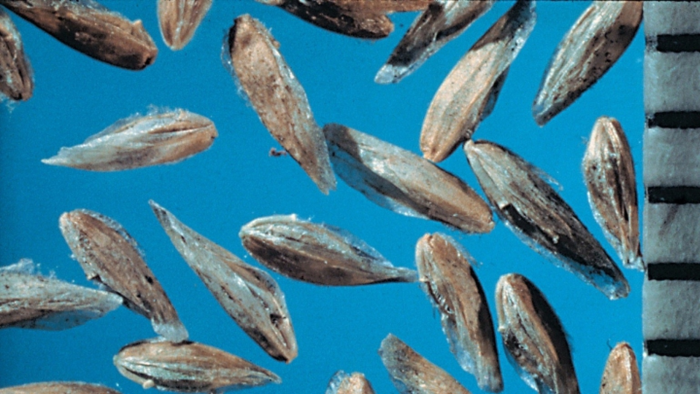 Straatgras - BASF Agricultural Solutions | NL