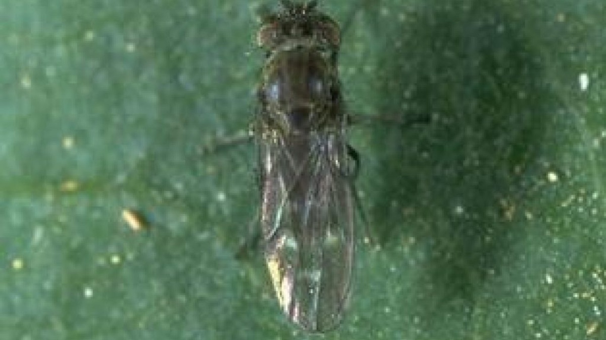Oevervliegen (scatella stagnalis) - BASF Agricultural Solutions | NL