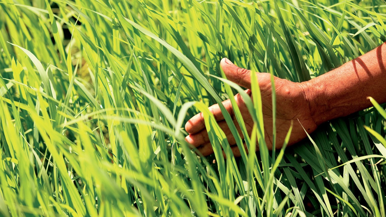 Stengelgroenten - BASF Agricultural Solutions | NL
