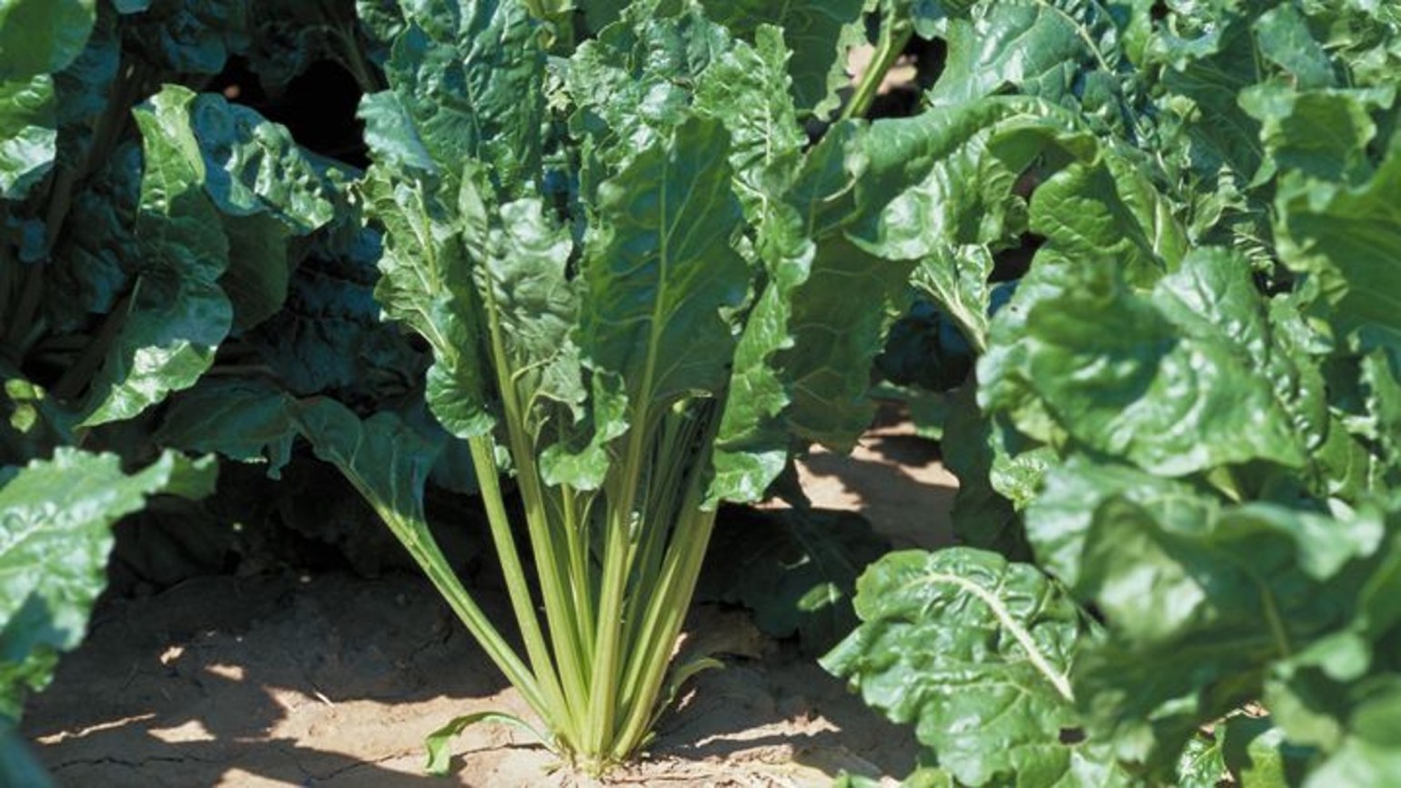 Suikerbiet - BASF Agricultural Solutions | NL