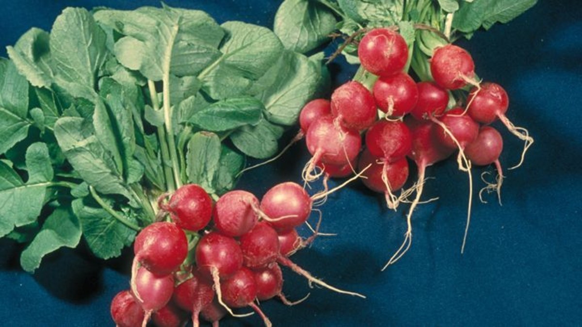 Rammenas - BASF Agricultural Solutions | NL