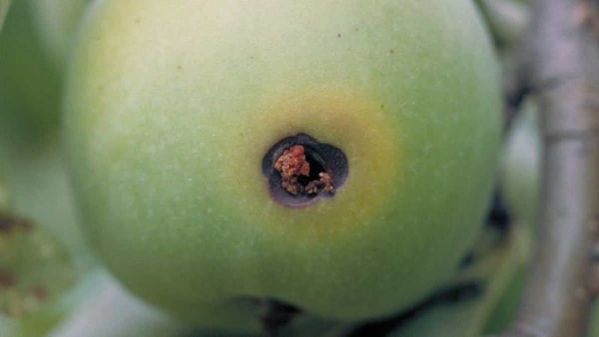 Fruitmot