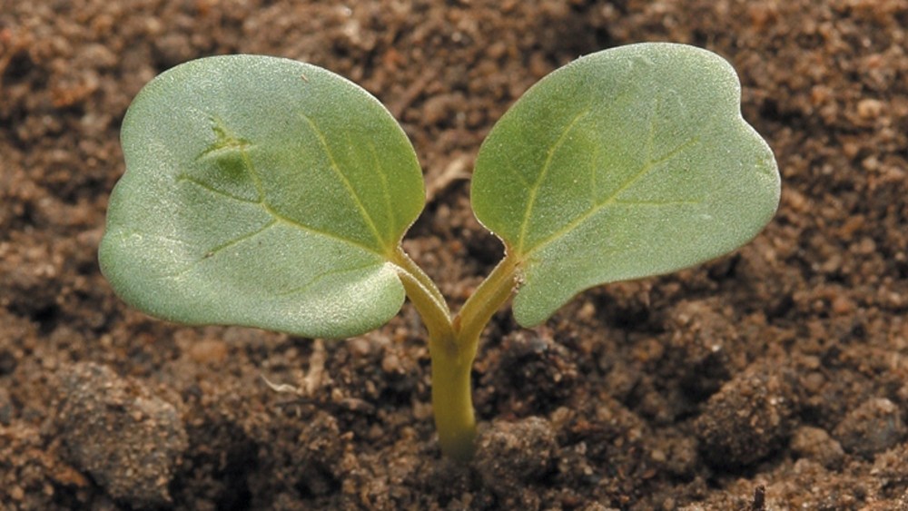Akkerwinde (convolvulus arvensis) - BASF Agricultural Solutions | NL