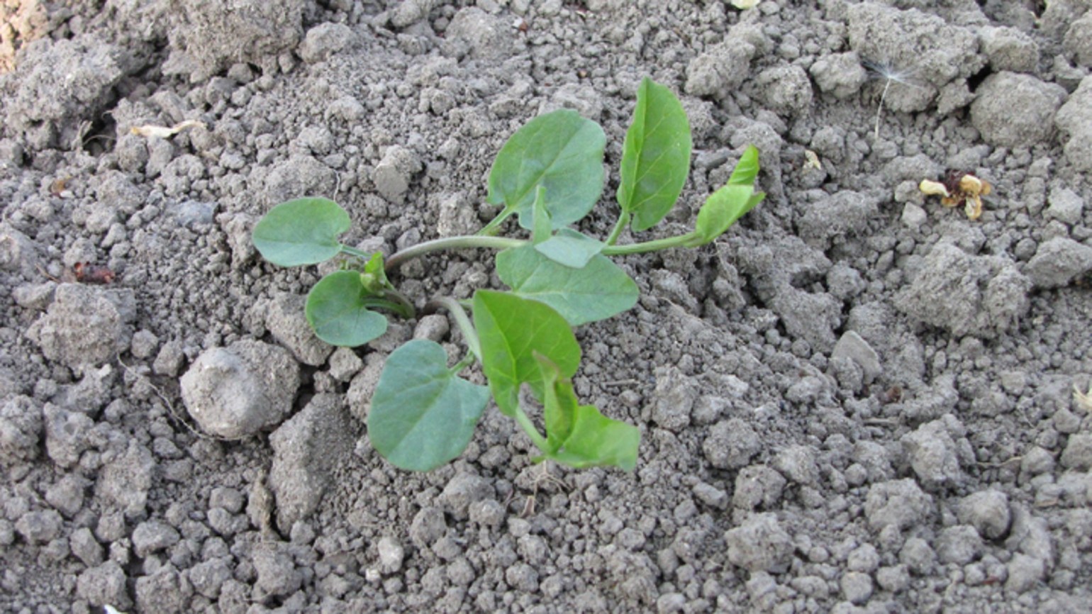 Akkerwinde (convolvulus arvensis) - BASF Agricultural Solutions | NL