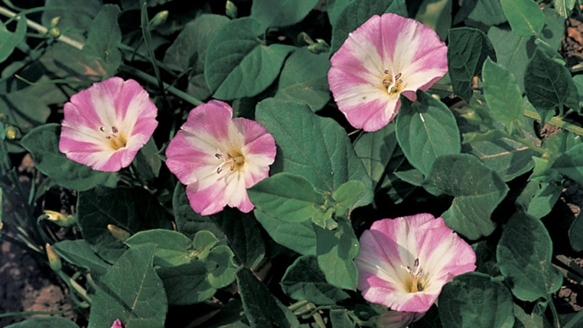 Akkerwinde (convolvulus arvensis) - BASF Agricultural Solutions | NL