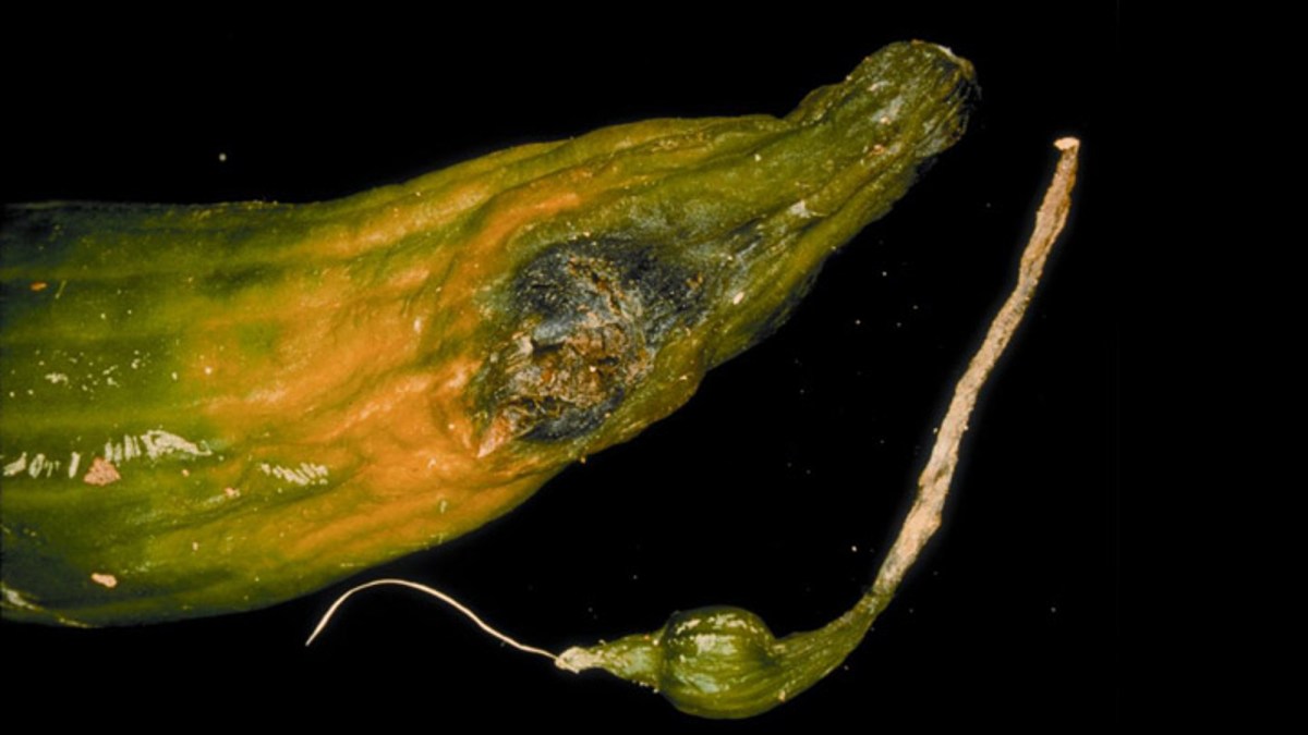Mycosphaerella - BASF Agricultural Solutions | NL