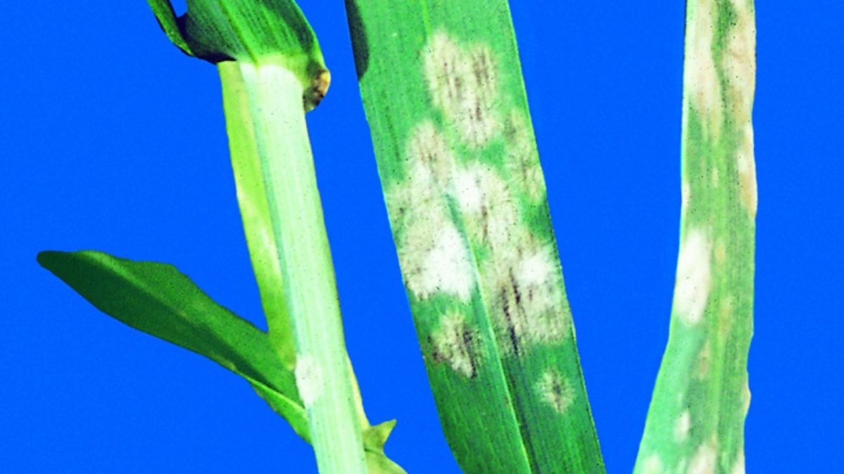 Meeldauw (erysiphe graminis) - BASF Agricultural Solutions | NL