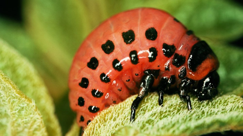 Coloradokever (larven) - BASF Agricultural Solutions | NL