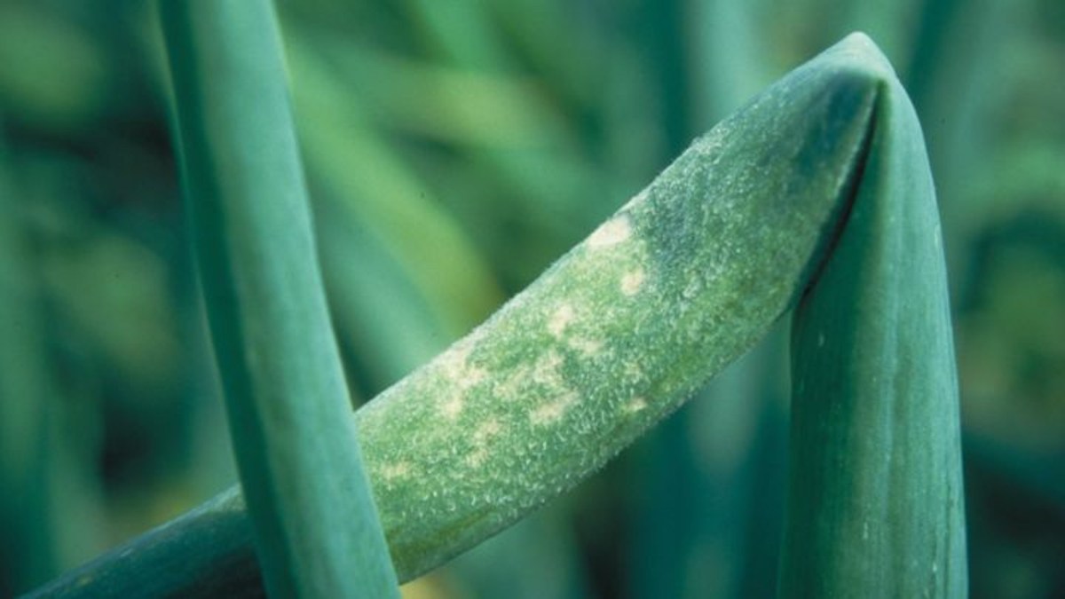 Valse meeldauw ui (Peronospora Destructor) - BASF Agricultural ...